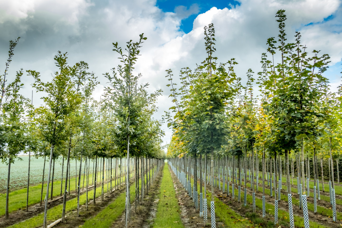 Arbres - G Plants