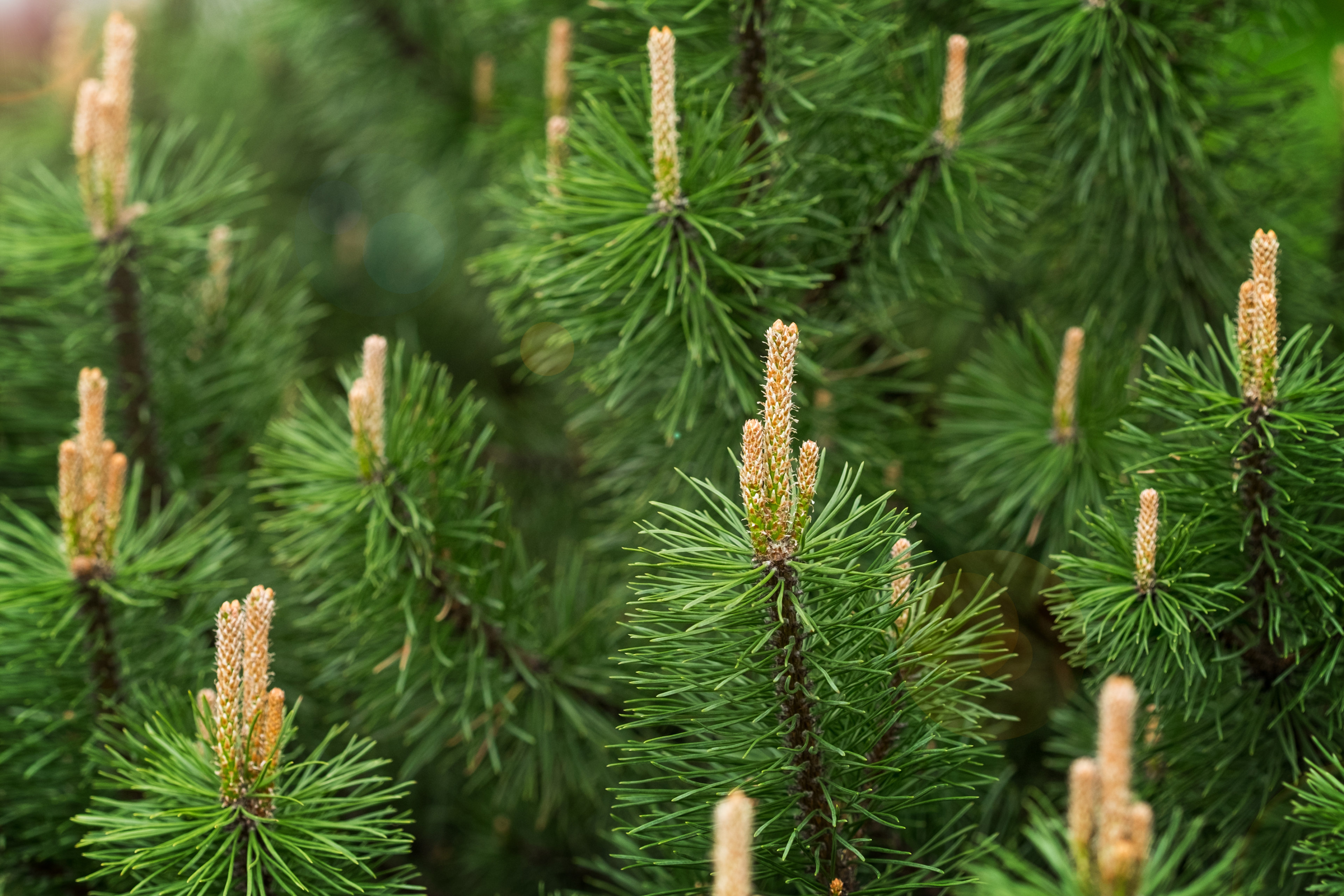 G plants - Végétaux, matériaux et substrats pour de vos plantations