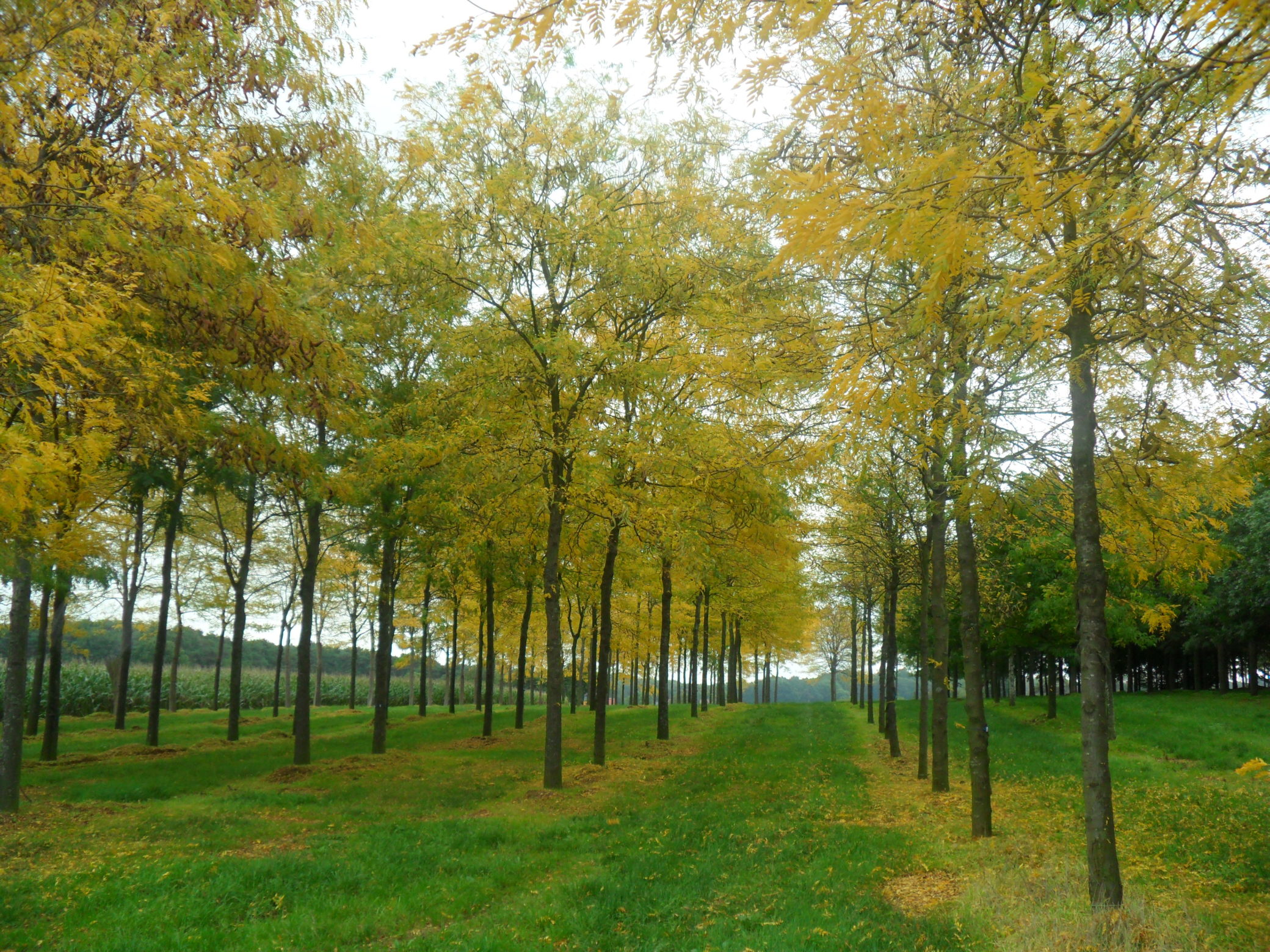 À propos - G Plants