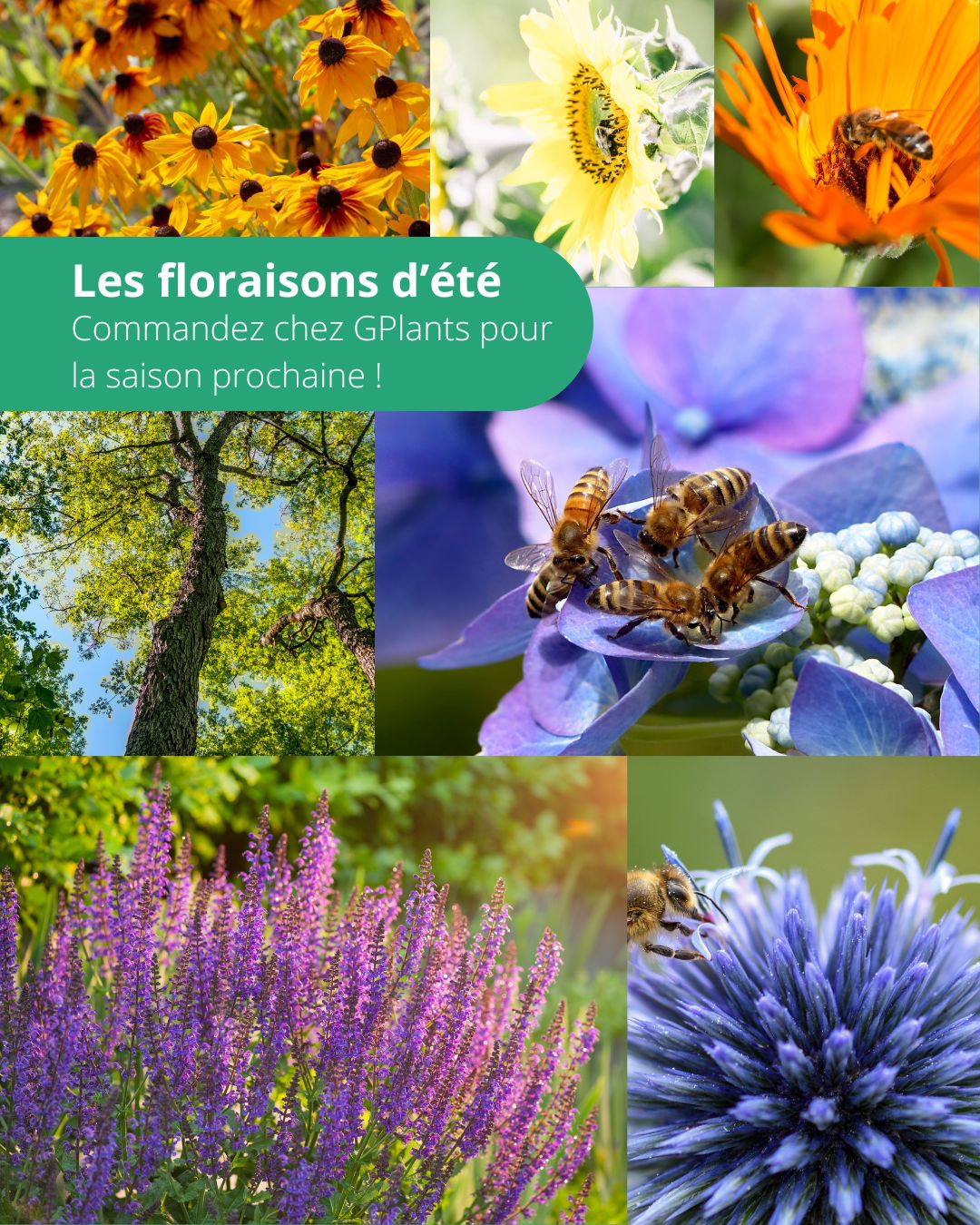 Les floraisons d'été - G Plants